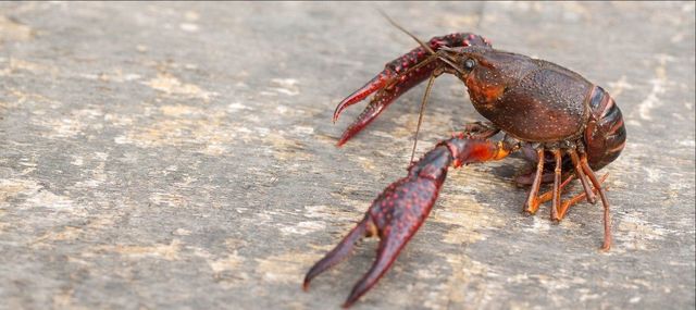 Wholesale Seafood | Fish and Shellfish | Houston, TX