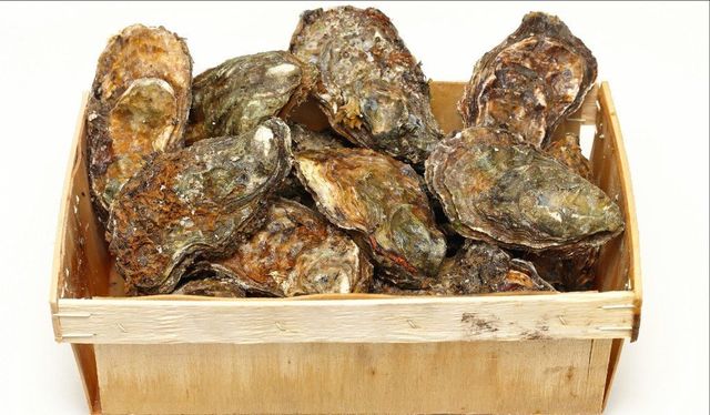 Wholesale Seafood | Fish and Shellfish | Houston, TX