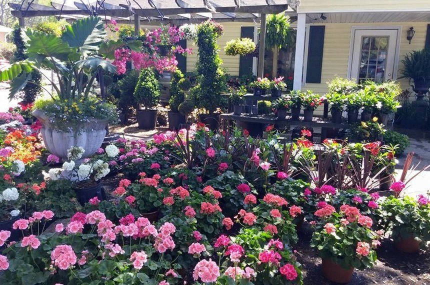 Fancy Plants | Tropical Plants | Savannah, GA