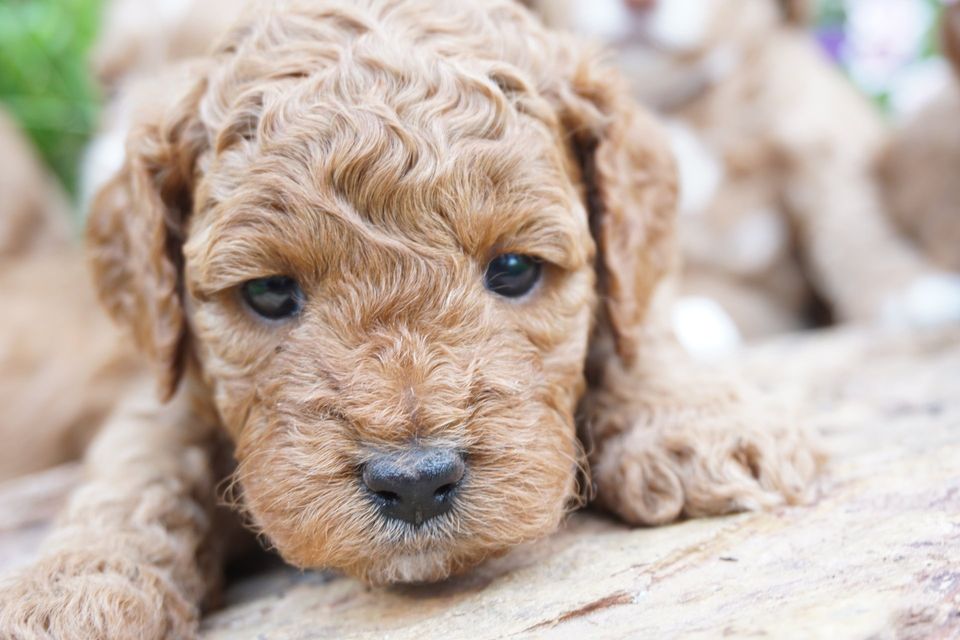 Wild Daisy Labradoodles | Dog Breeder | Mount Airy, MD