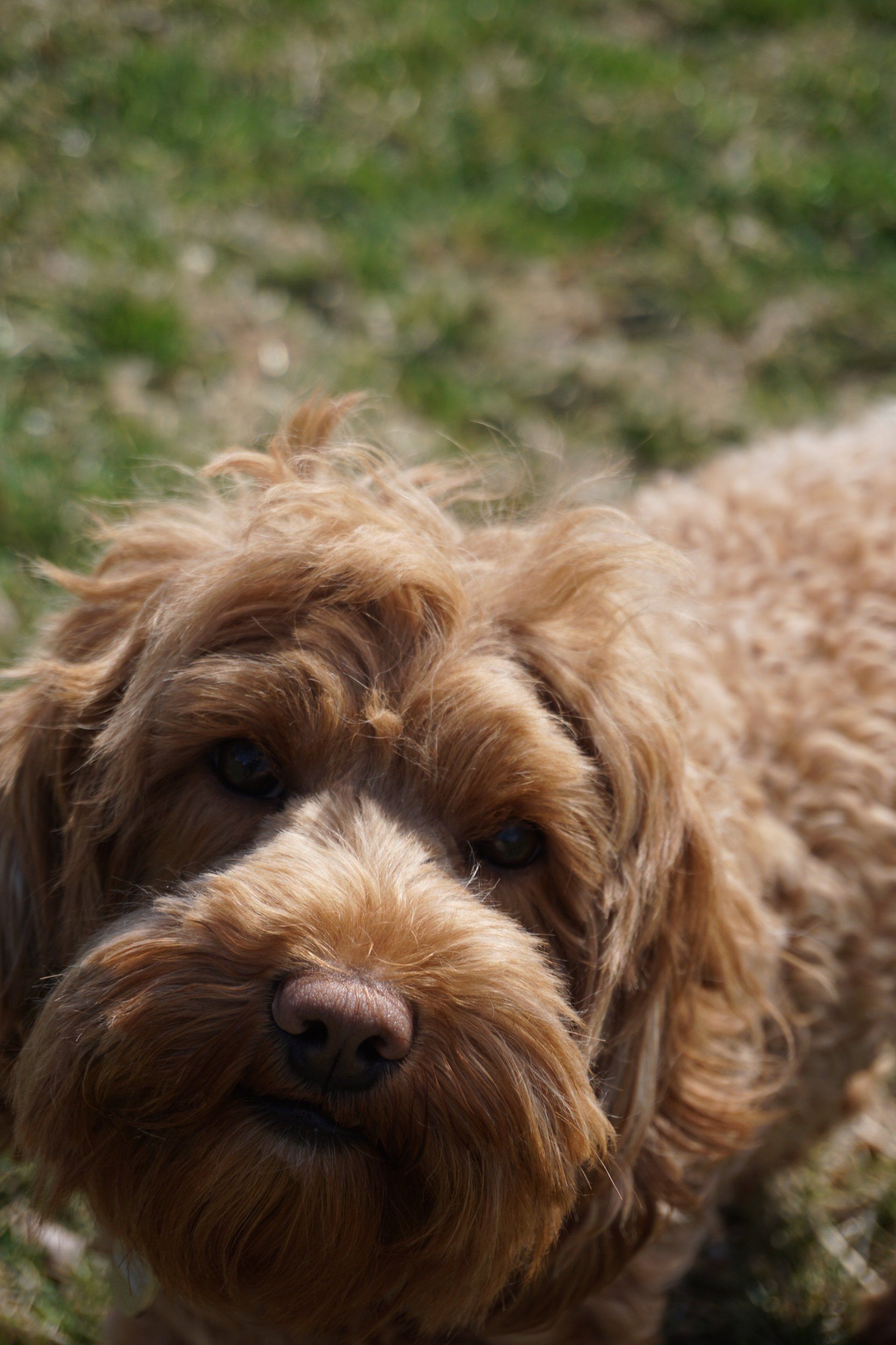 Wild Daisy Labradoodles | Dog Breeder | Mount Airy, MD