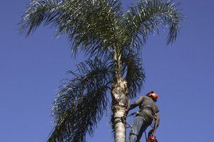 Tree Services Anaheim, CA | Palm Tree Skinning Services