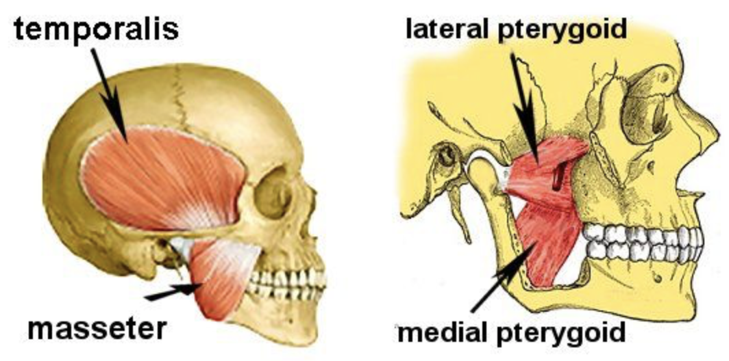 Can Physical Therapists Treat Temporomandibular Joint Dysfunction?