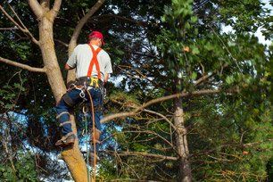 L T Land & Tree | Tree Removal Services | Harrisburg, PA
