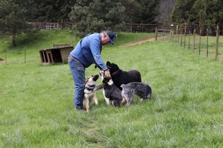 Marvin Pierce Dog Teacher LLC | Dog Training | Sherwood, OR